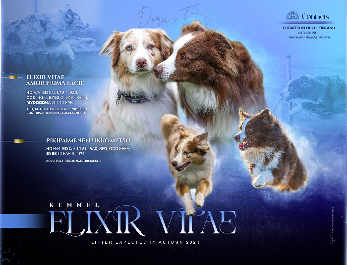 Metso-pentue 2024 :: Kennel Elixir Vitae